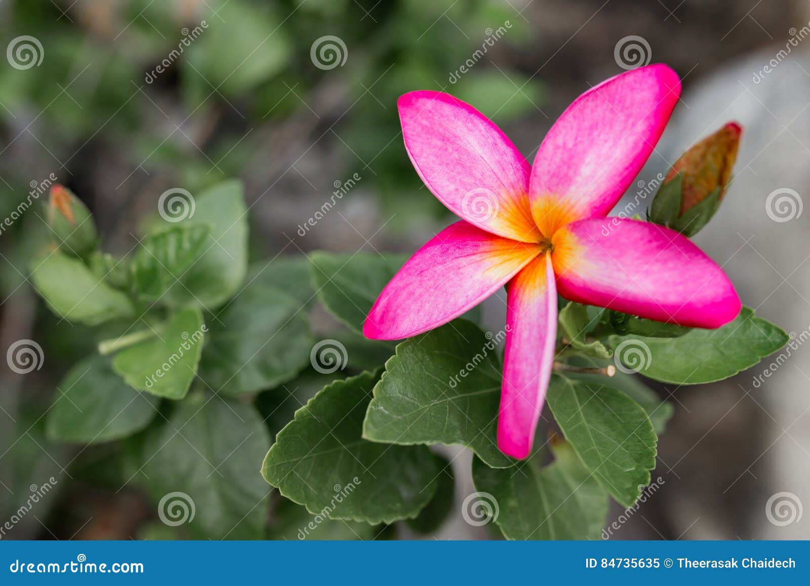 Orange Champaka& X27; Flower Stock Image - Image of love, floral: 84735635