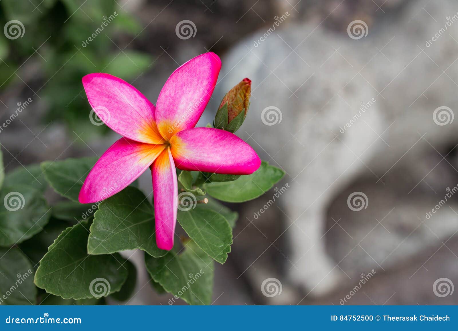 Orange Champaka& X27; Flower Stock Photo - Image of meadow, champaka ...