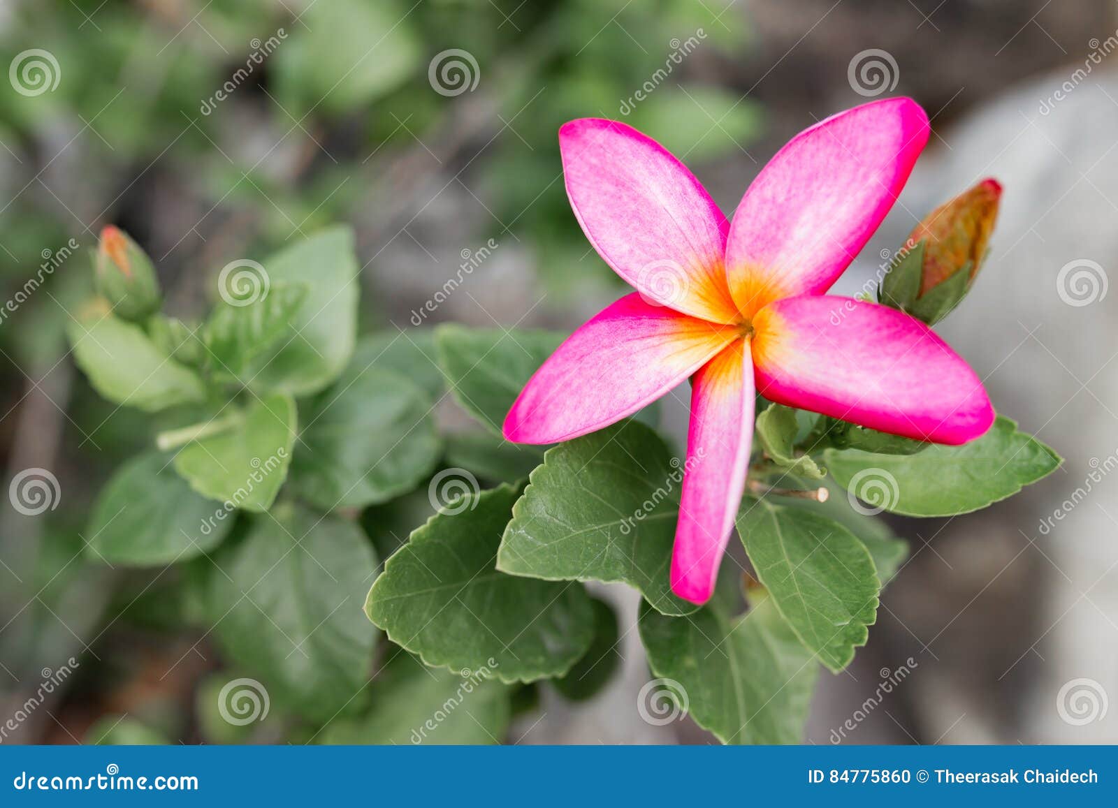Orange Champaka& X27; Flower Stock Photo - Image of foreground ...