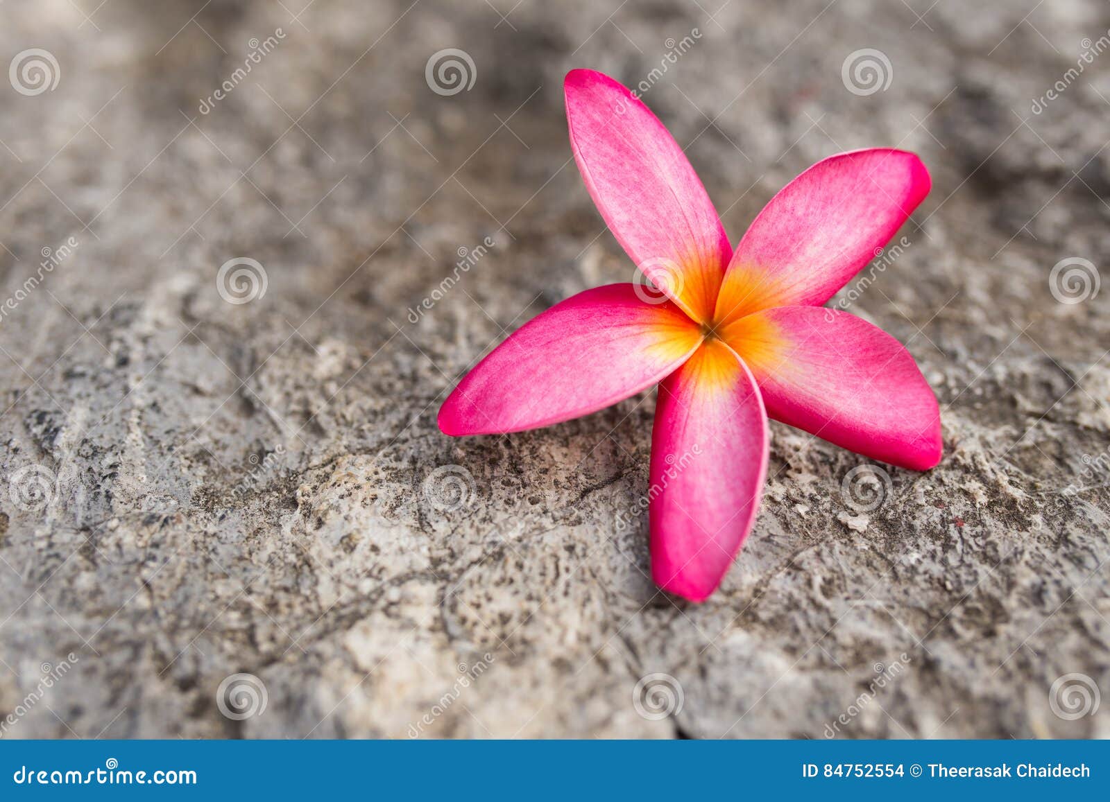 Orange Champaka& X27; Flower Stock Photo - Image of foreground, bloom ...