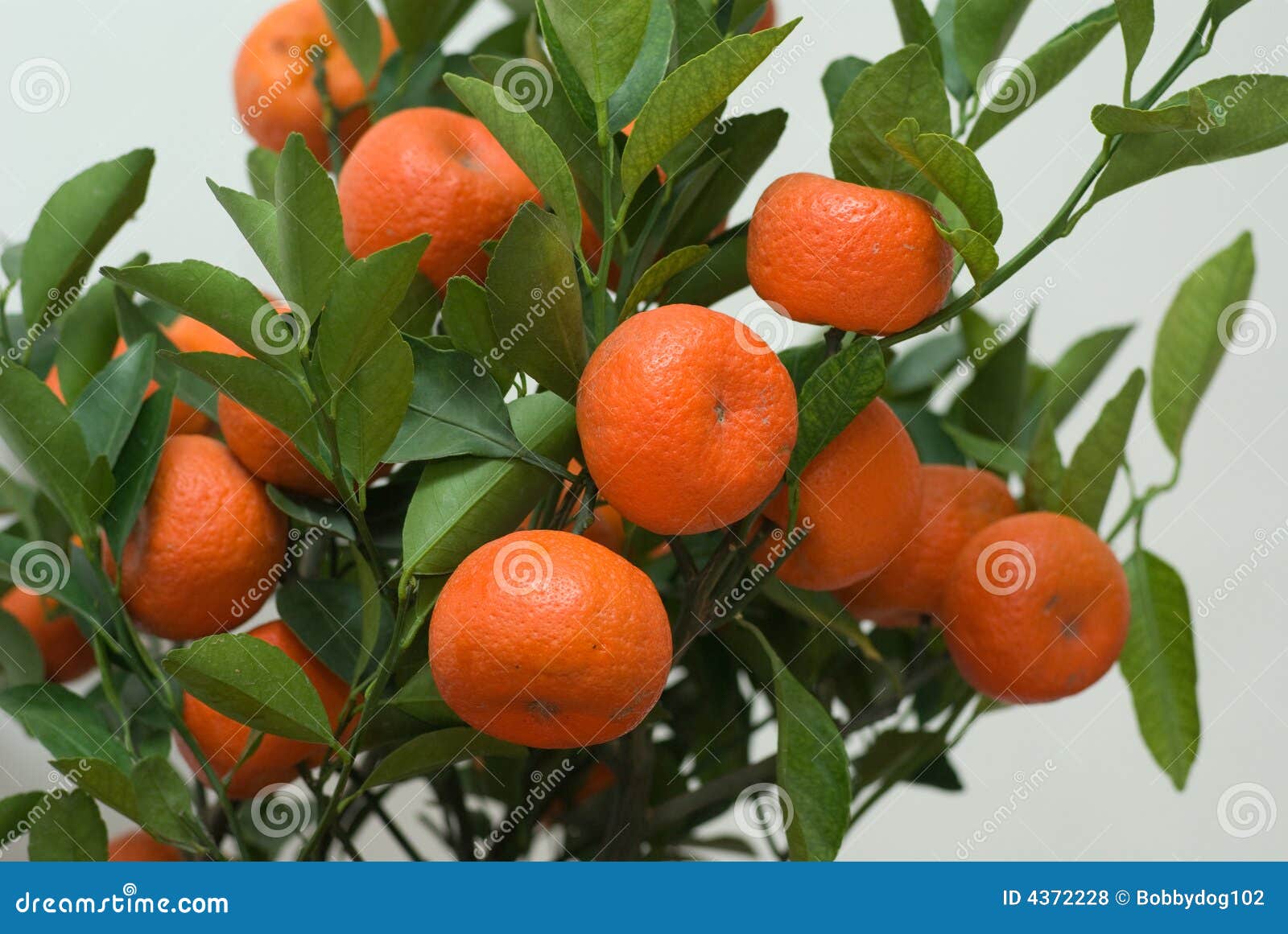 Orange chanceuse photo stock. Image du chanceux, neuf - 4372228