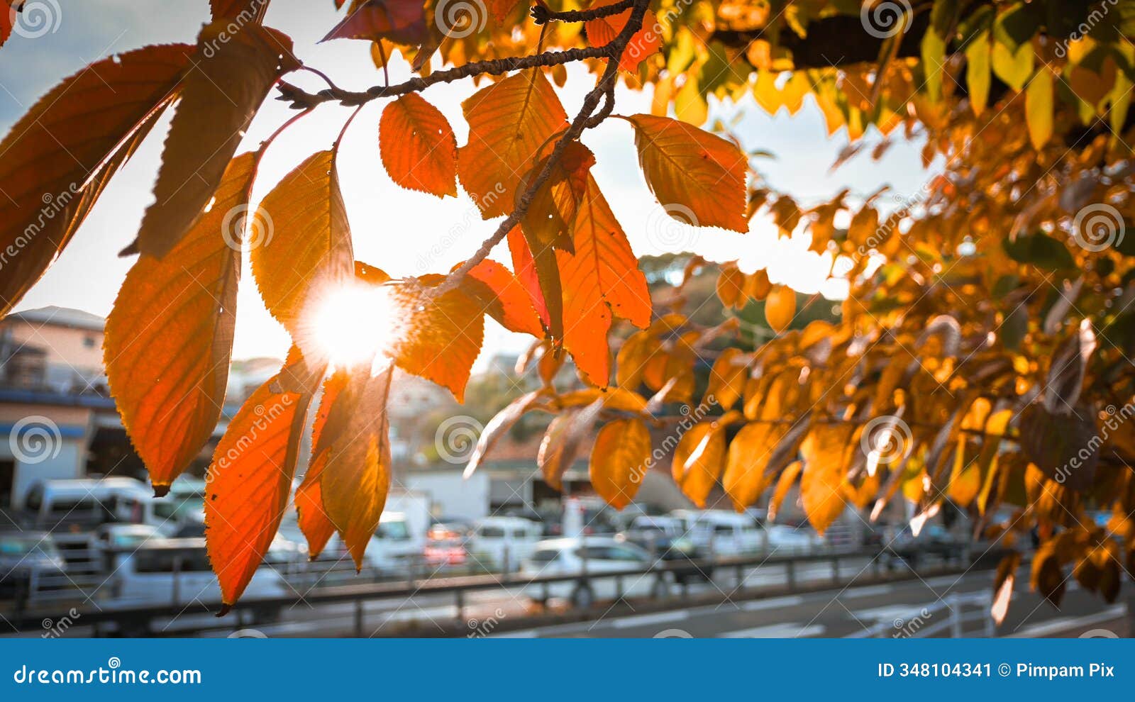 Orange Cherry Blossom Sakura Tree in Autumn Season before Getting Dried ...