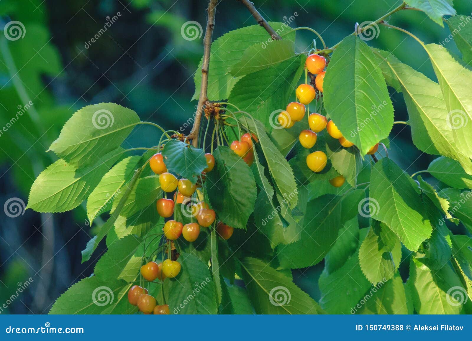 Orange Cherry on a Tree Branch in the Afternoon Fruit Stock Photo ...