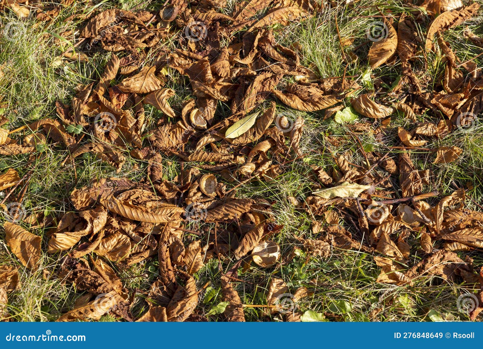 Orange Chestnut Foliage in the Autumn Season Stock Image - Image of ...