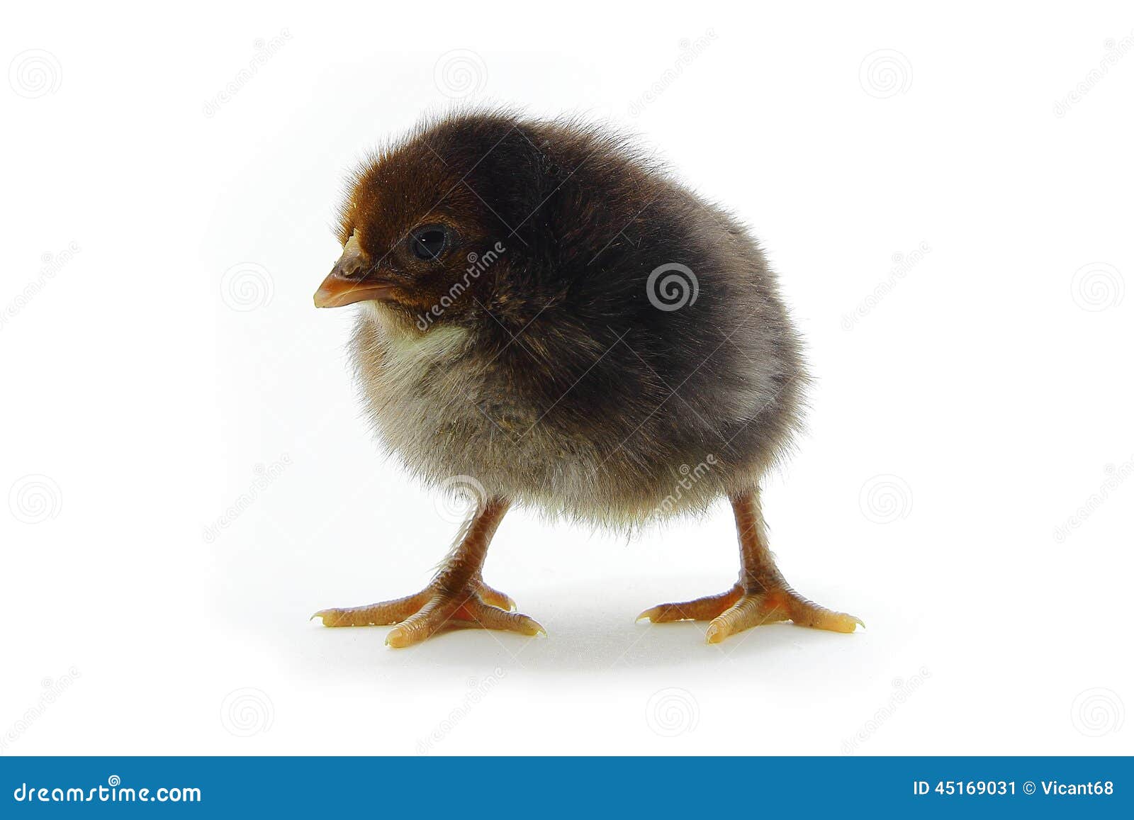 Orange chicken stock image. Image of nice, playfully - 45169031