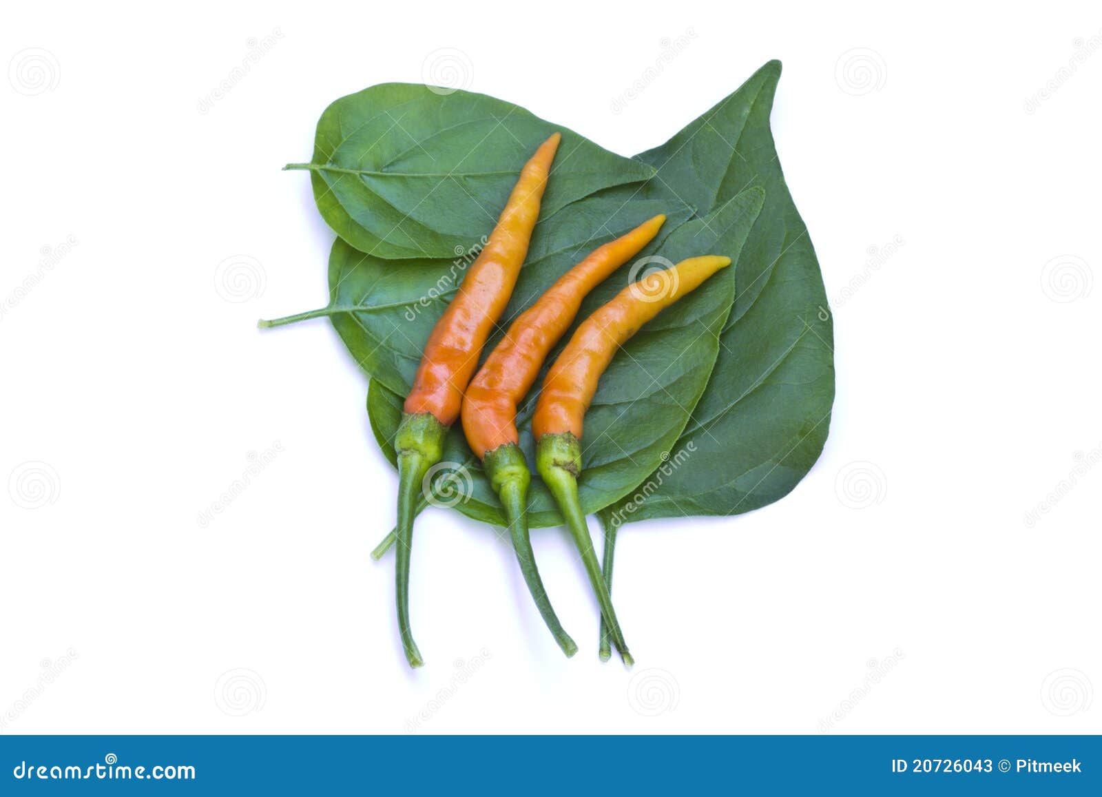 Orange chili pepper stock image. Image of organic, flavoring - 20726043