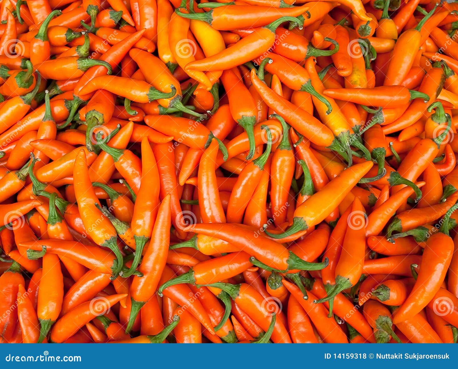 Orange Chilli stock photo. Image of flavor, nature, fresh - 14159318