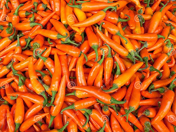 Orange Chilli stock photo. Image of flavor, nature, fresh - 14159318