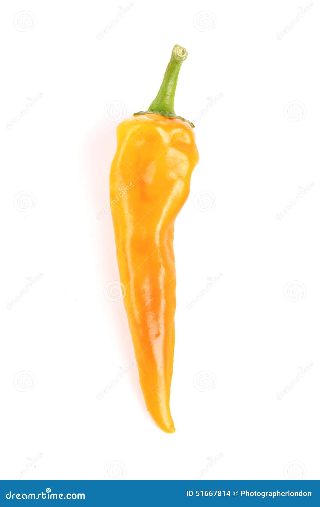 Orange Chilli stock photo. Image of closeup, cooking - 51667814
