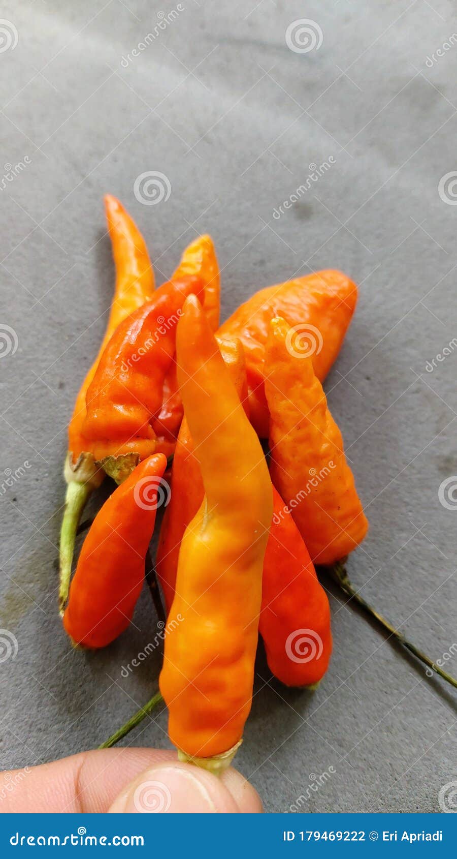 Red Chilli Paper On White Background Stock Photography | CartoonDealer ...