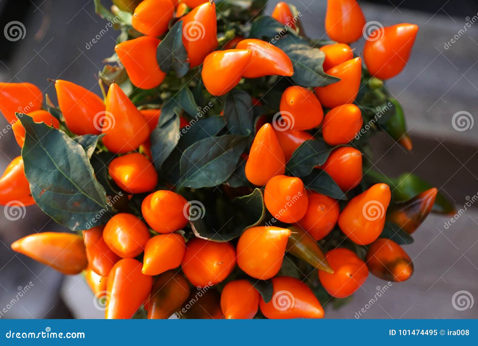 Orange chilli peper stock image. Image of berry, healthy - 101474495