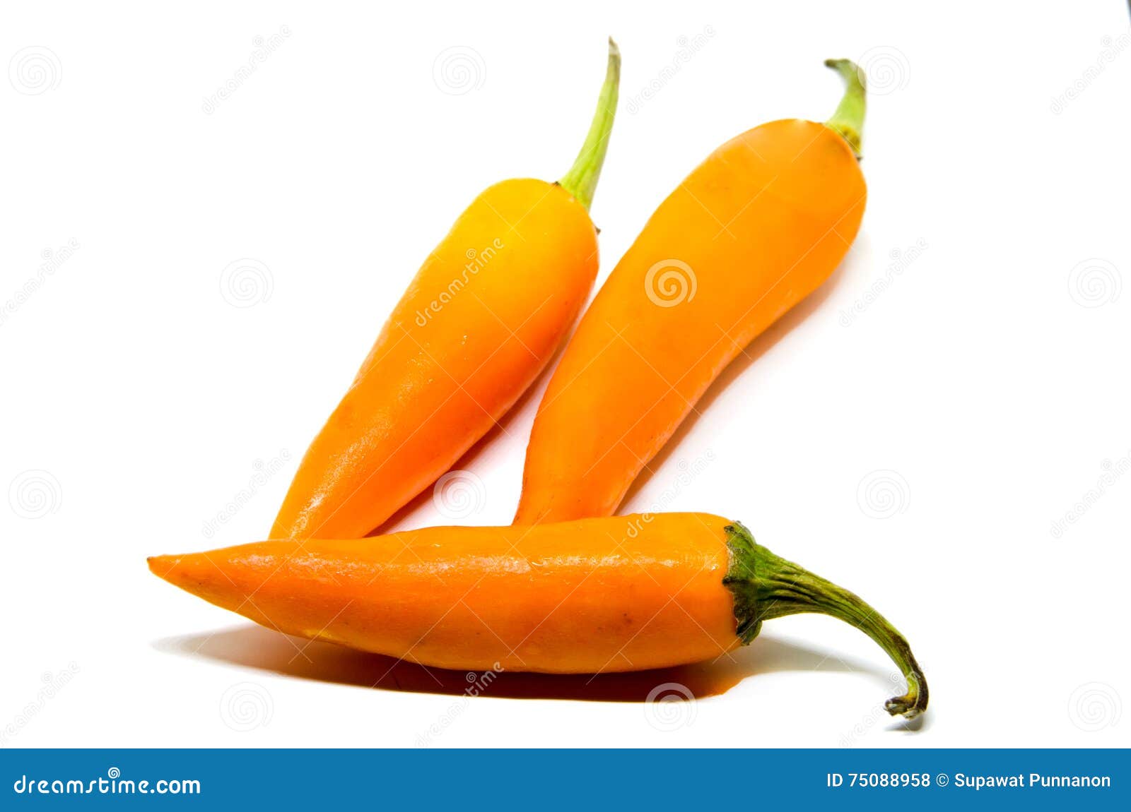 Orange chilli stock photo. Image of color, spice, fresh - 75088958