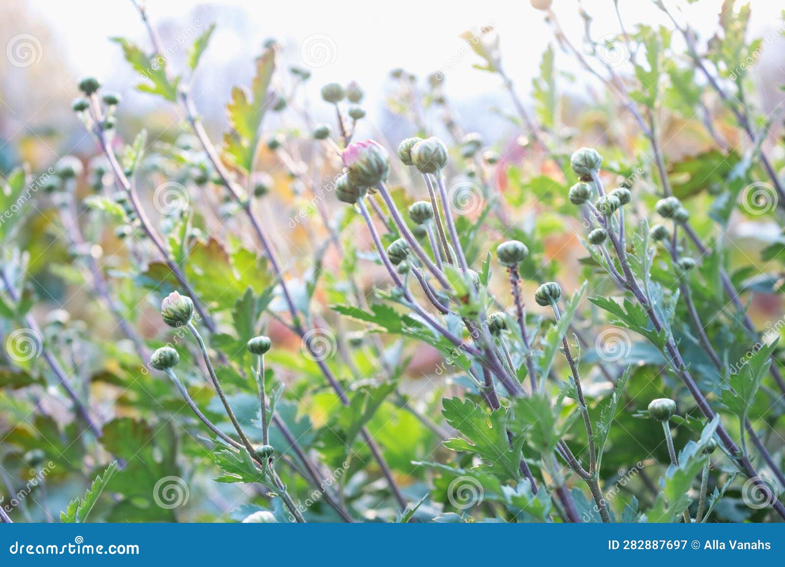 Chrysanthemum buds stock image. Image of hardy, floral - 282887697