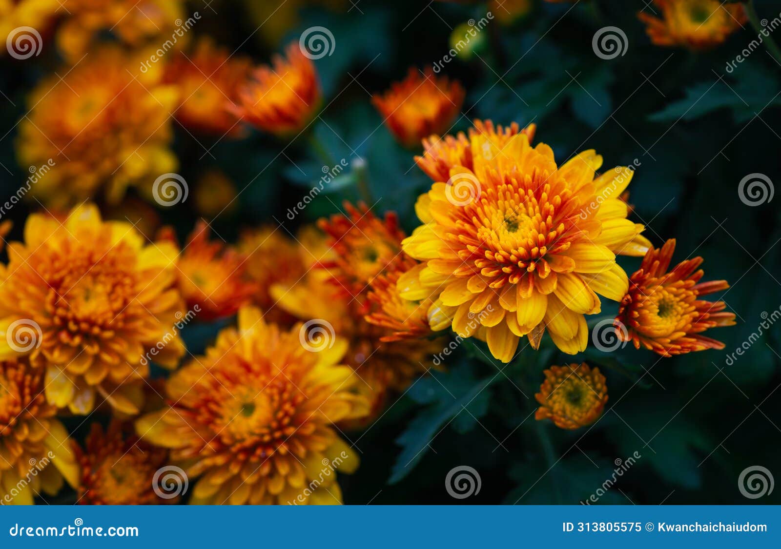 Orange Chrysanthemum Flower on Top View, Flower Background Stock Image ...