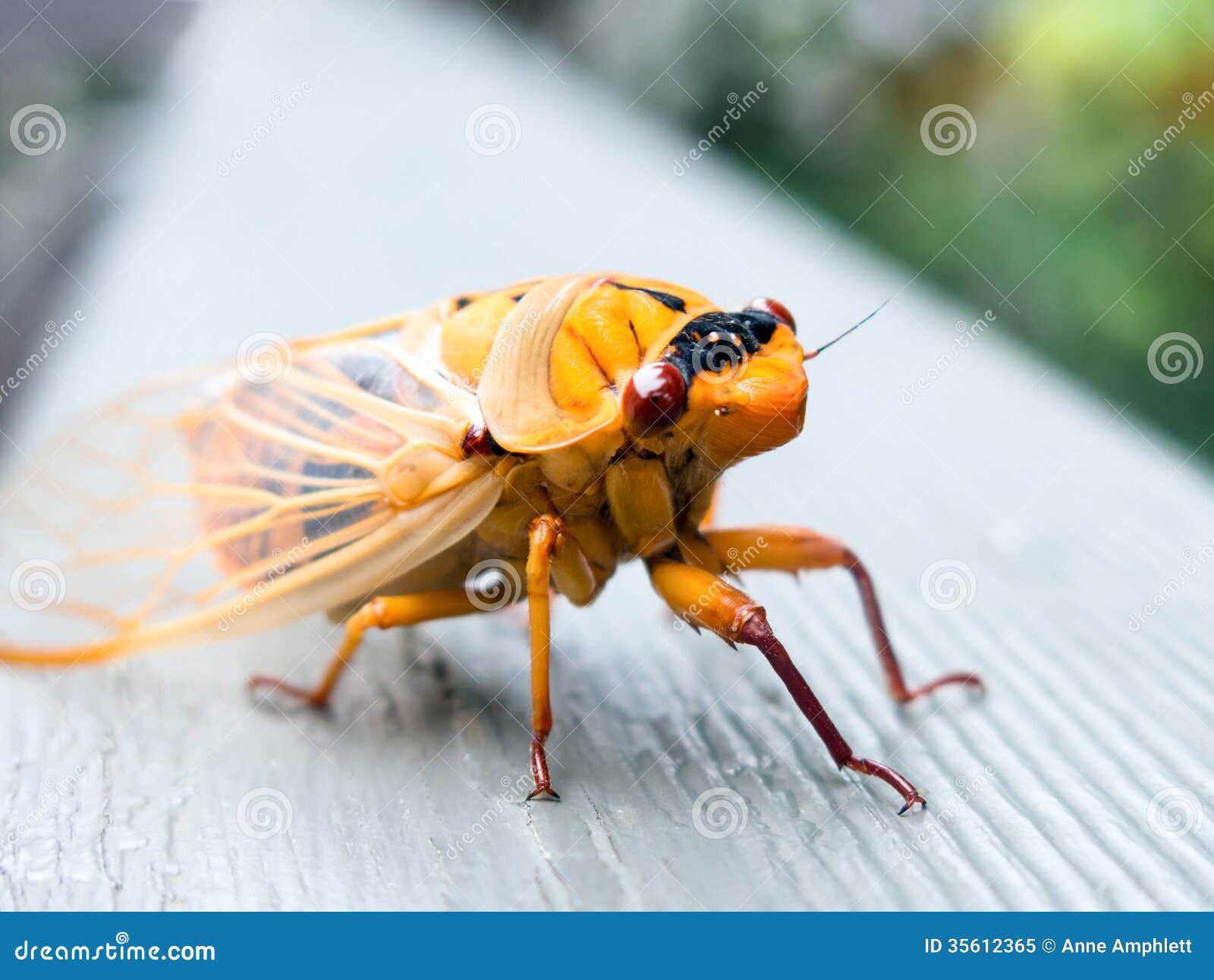 Cicada Stock Photography | CartoonDealer.com #91999238
