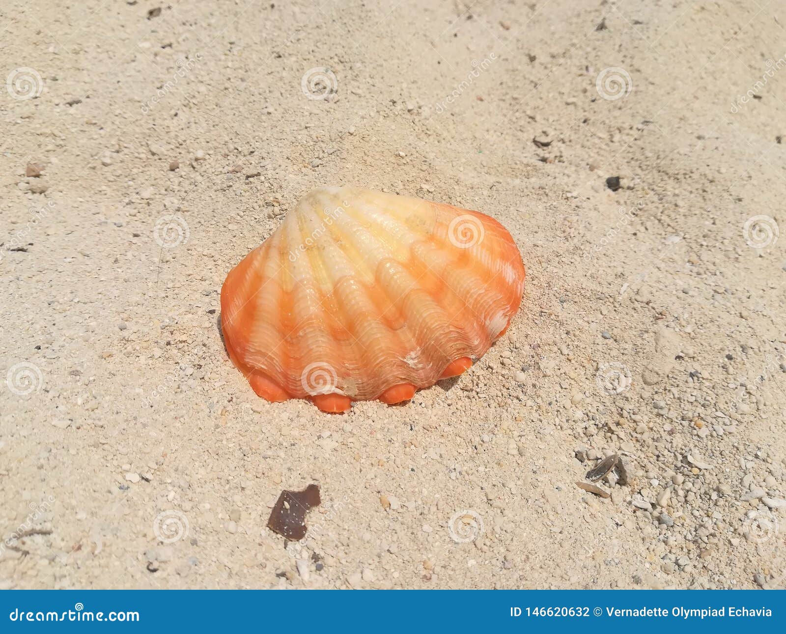 Orange shell in beach sand stock photo. Image of decoration - 146620632