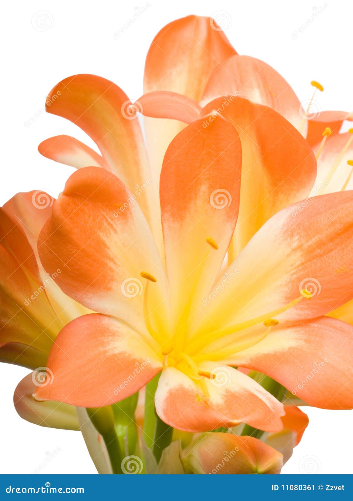 Orange Clivia Miniata Close-up Stock Image - Image of single, bloom ...