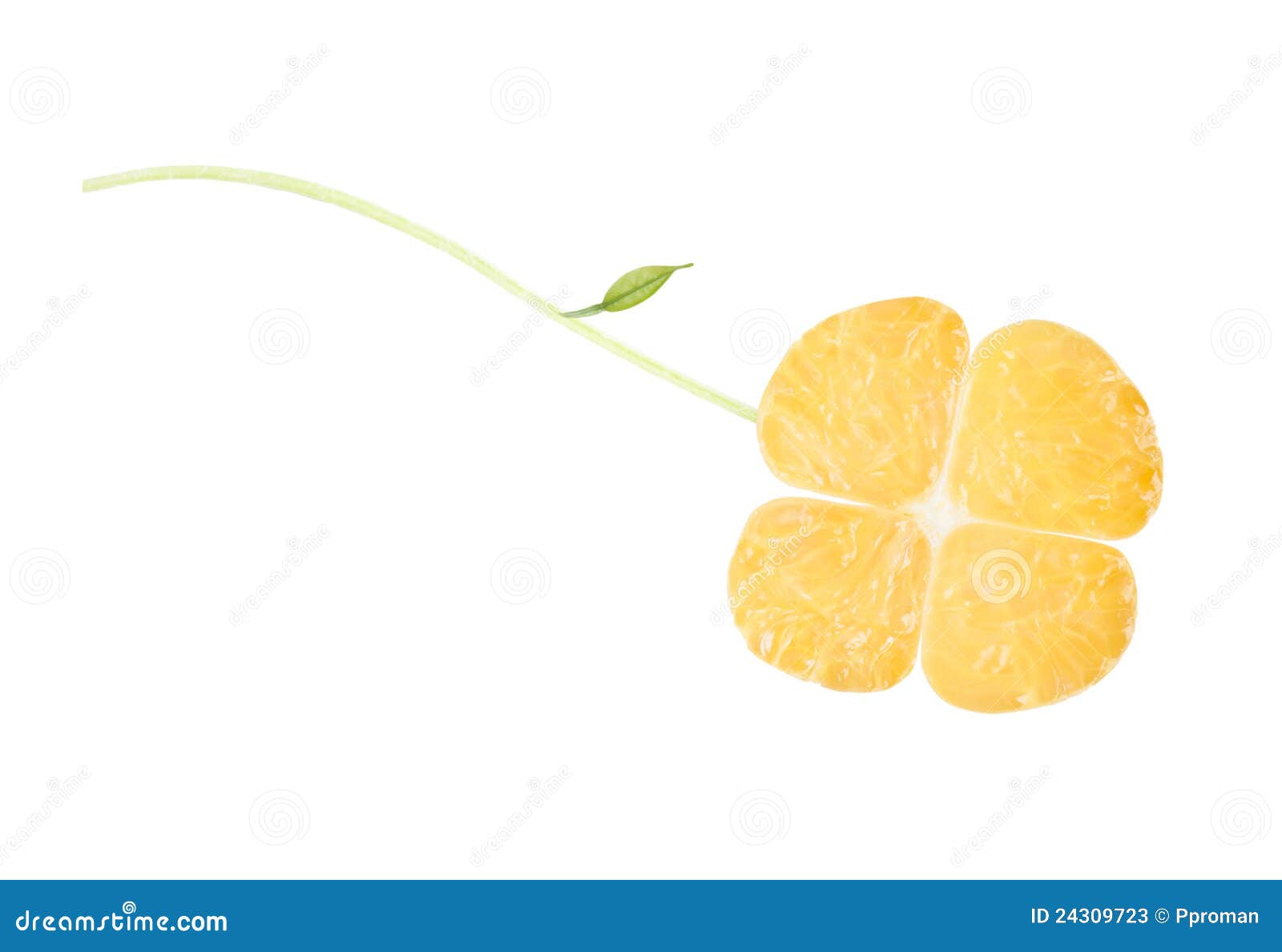 Orange clover stock image. Image of botany, flora, green - 24309723