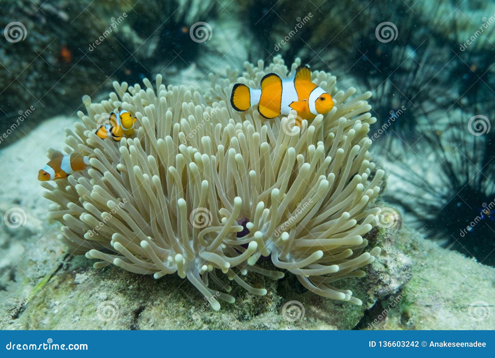Orange Clownfische stockfoto. Bild von familie, blau - 136603242