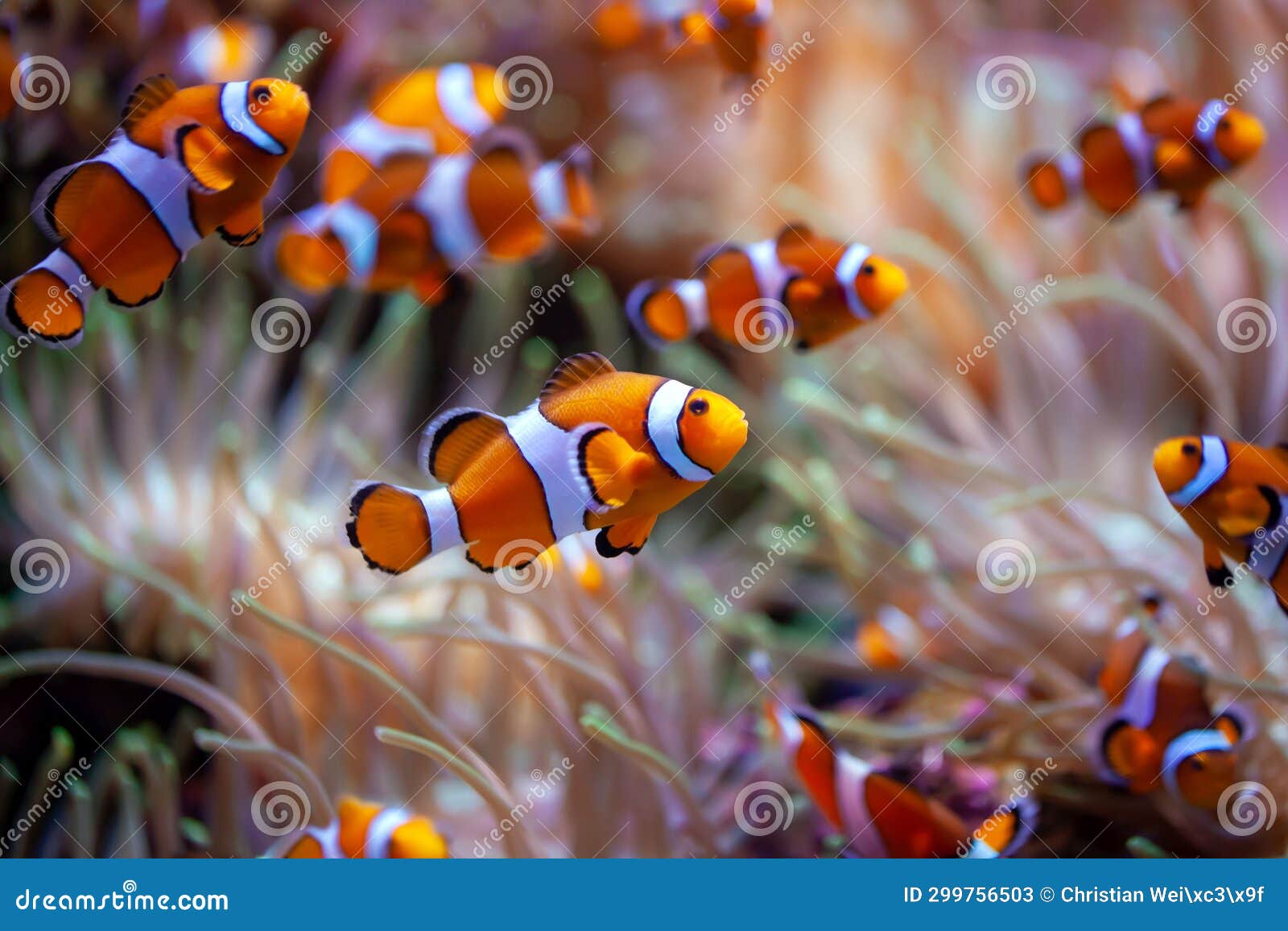 Orange Clownfish, Amphiprion Percula Stock Image - Image of natural ...