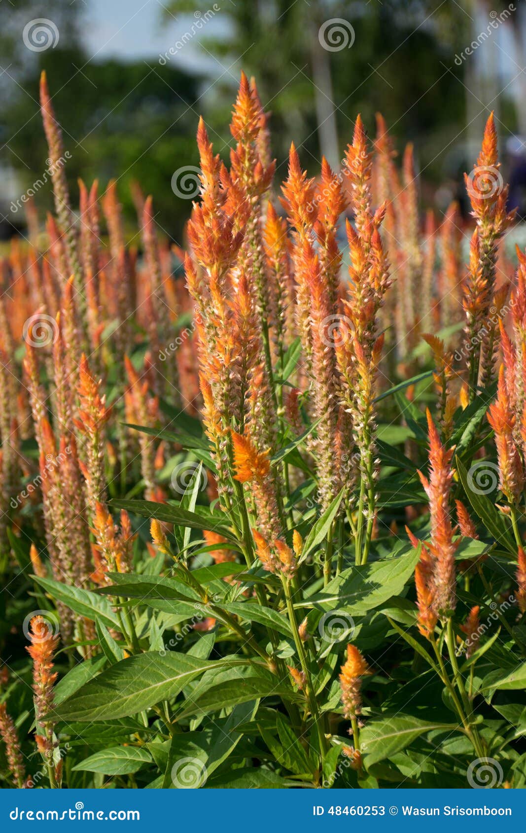 Orange Cockscomb stock image. Image of freshness, cockscomb - 48460253
