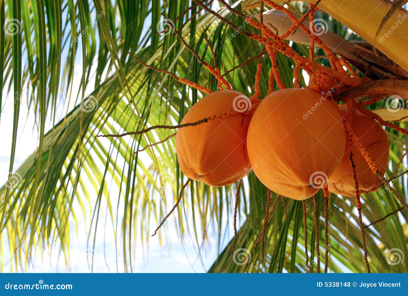 Orange Coconut Tree stock photo. Image of details, pretty - 5338148