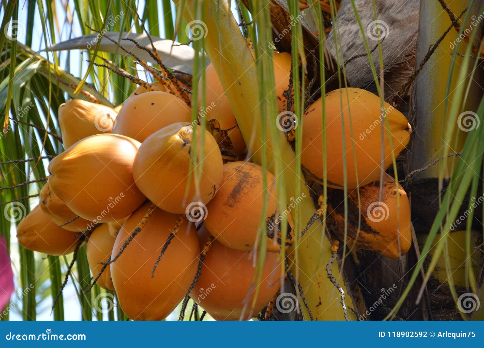 Orange coconuts stock photo. Image of islands, orange - 118902592