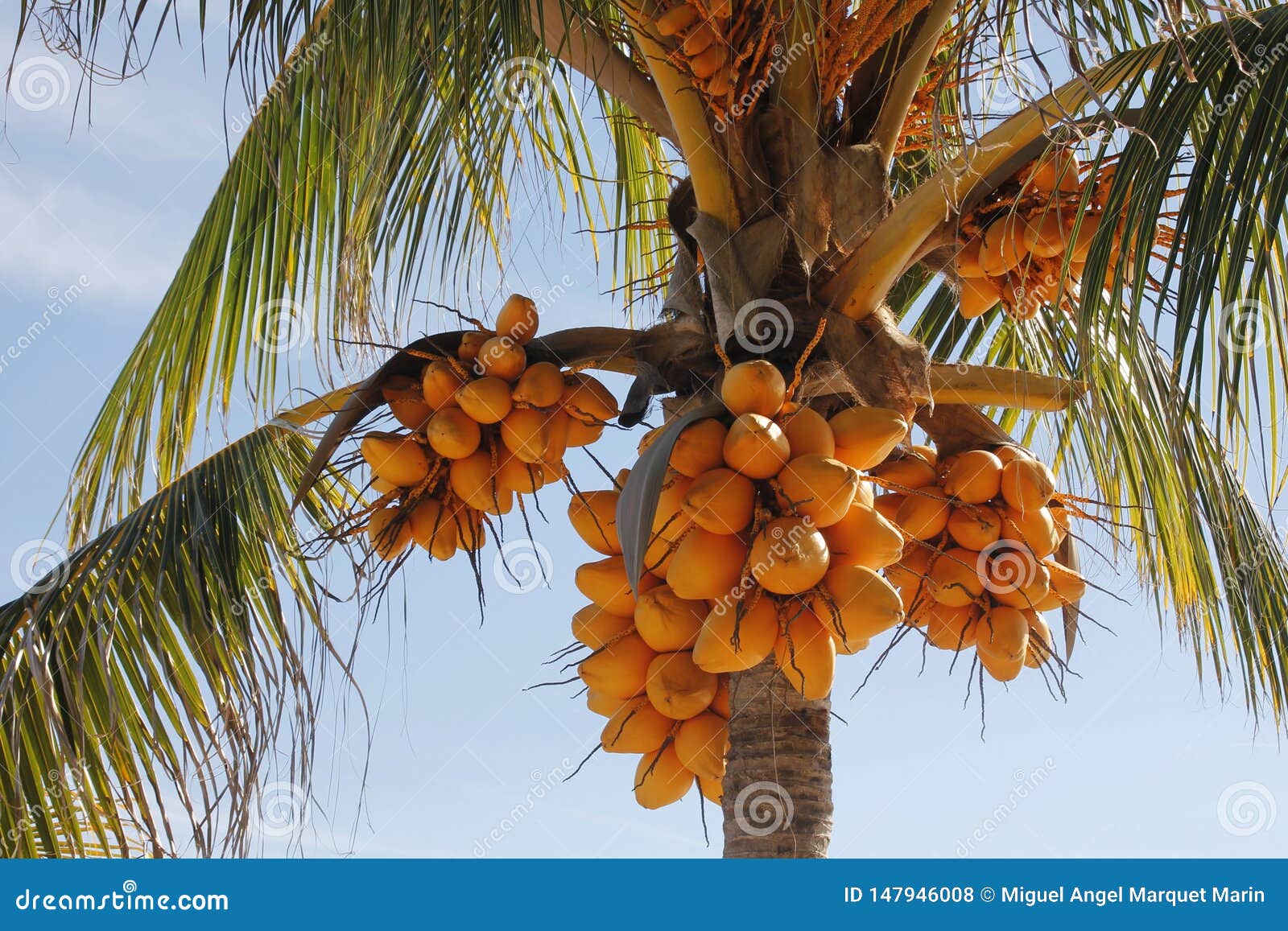 Orange Coconuts on the Palm Stock Photo - Image of sunny, palm: 147946008