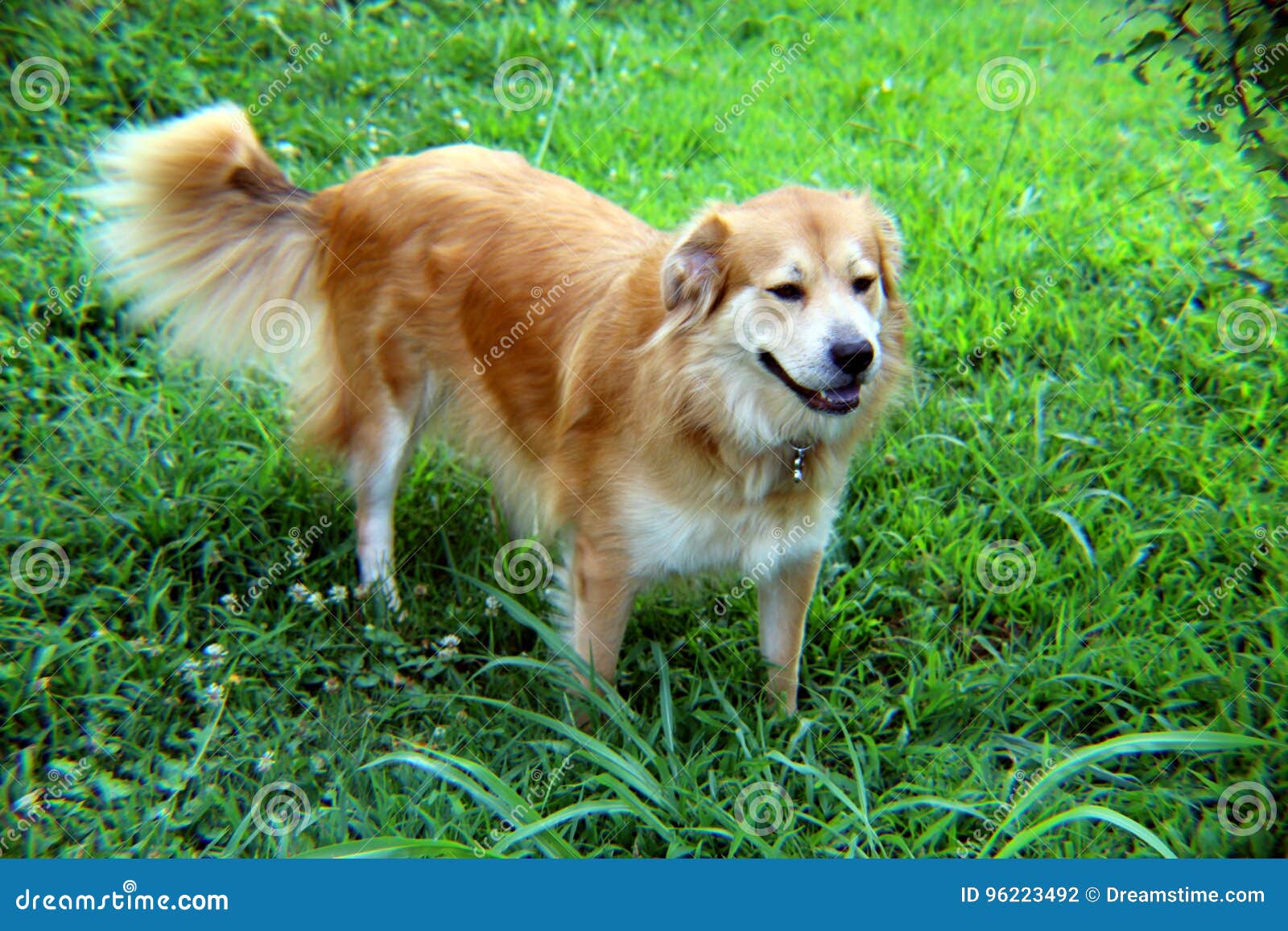 Orange Collie-Terrier Mix stock photo. Image of canine - 96223492