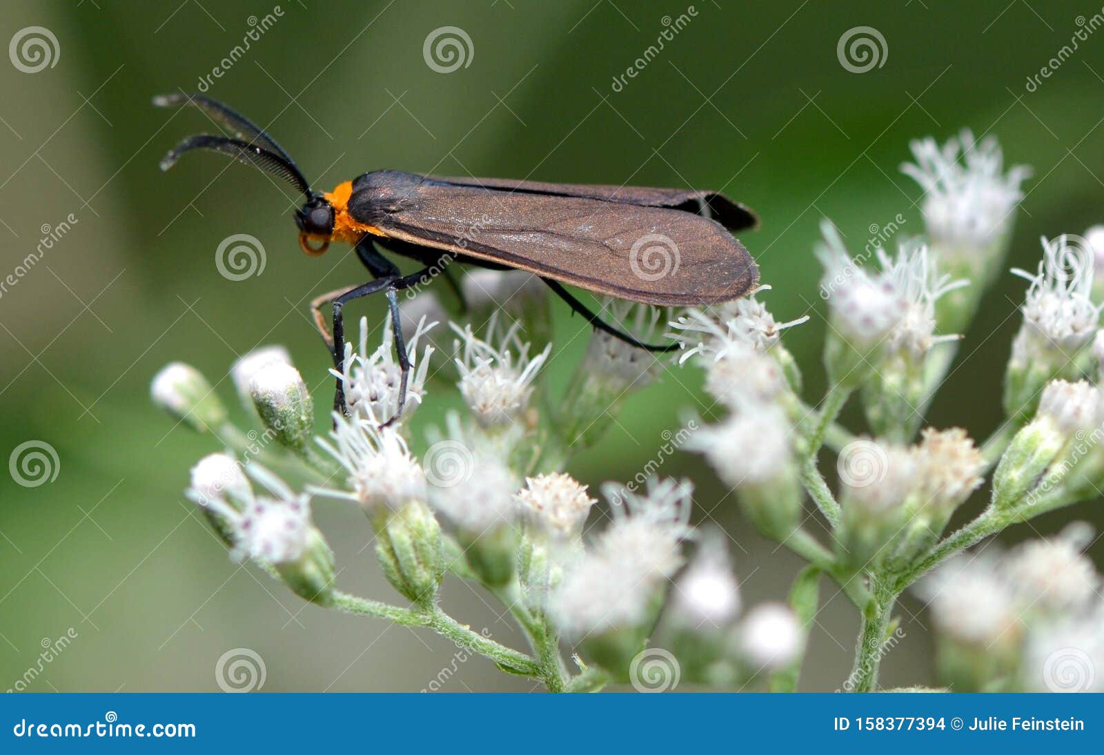 Orange Collared Scape Moth stock photo. Image of insect - 158377394