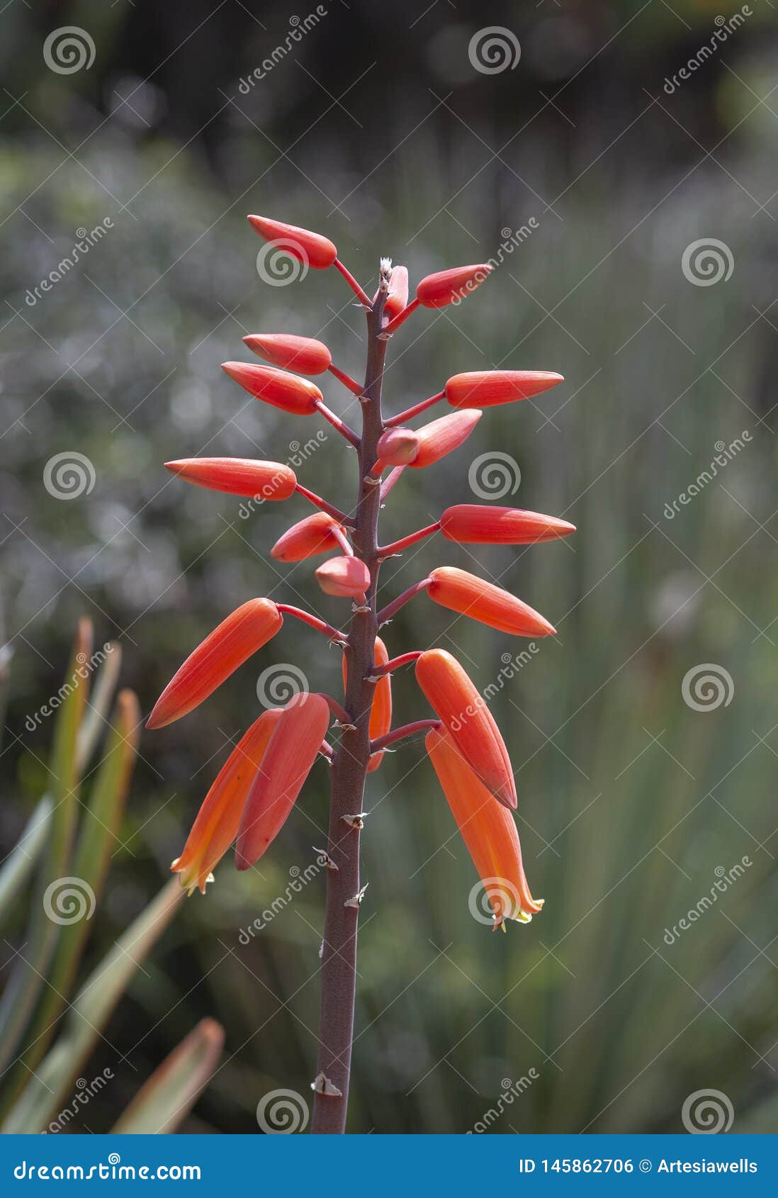 Orange color agave flowers stock photo. Image of growth - 145862706