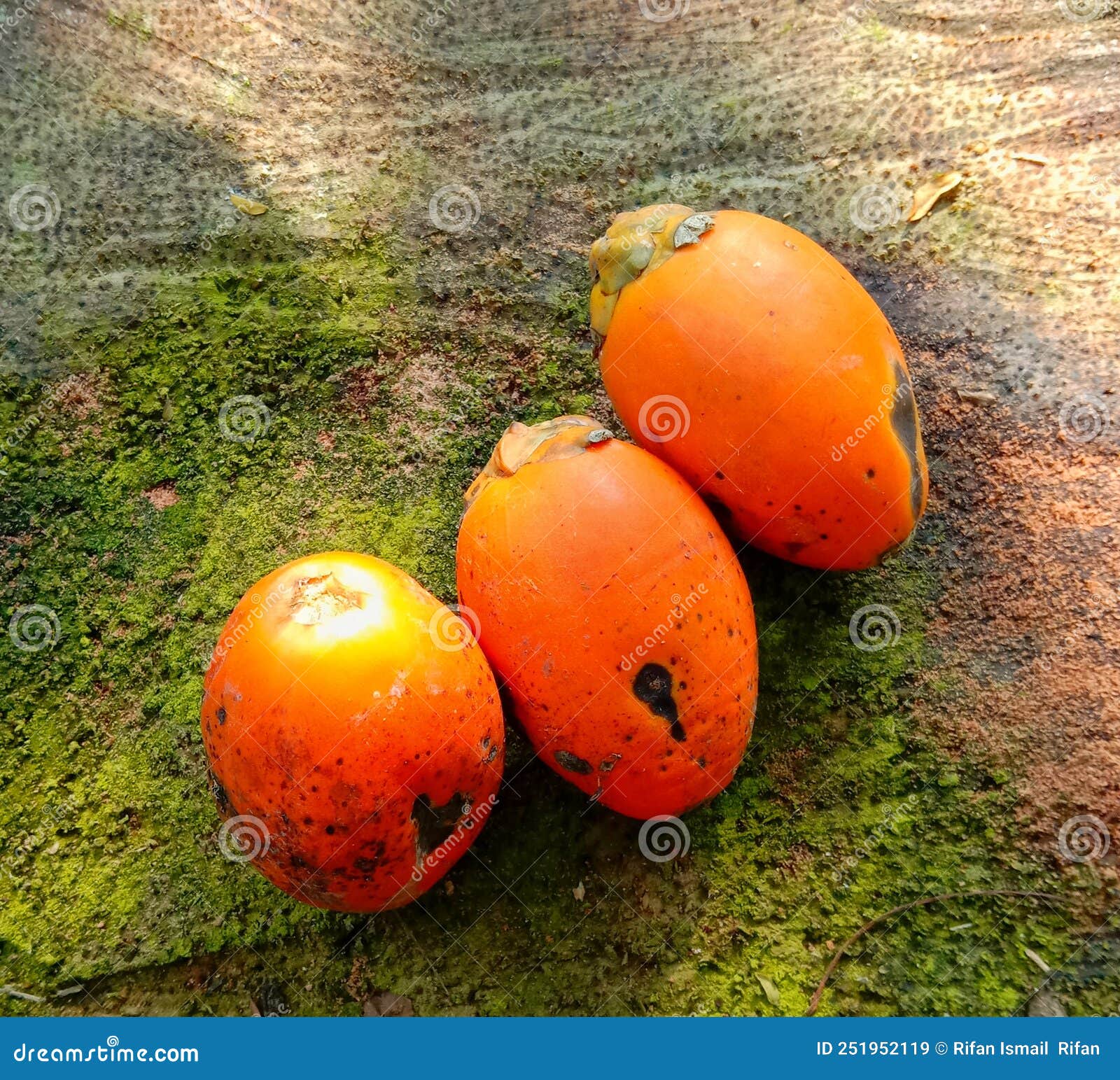 Orange color areca nut stock image. Image of orange - 251952119