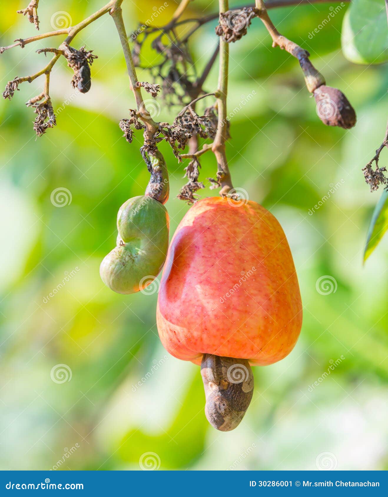 Cashew nut stock image. Image of leaf, color, diet, fruit - 30286001