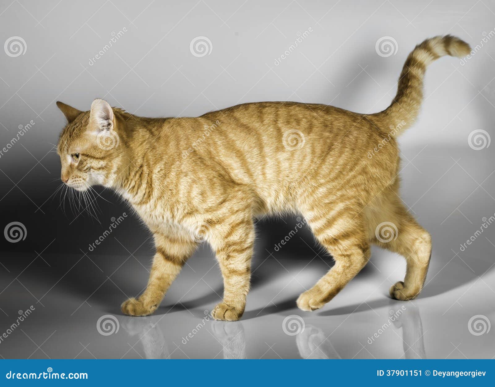 Orange color cat stock image. Image of whisker, ginger - 37901151