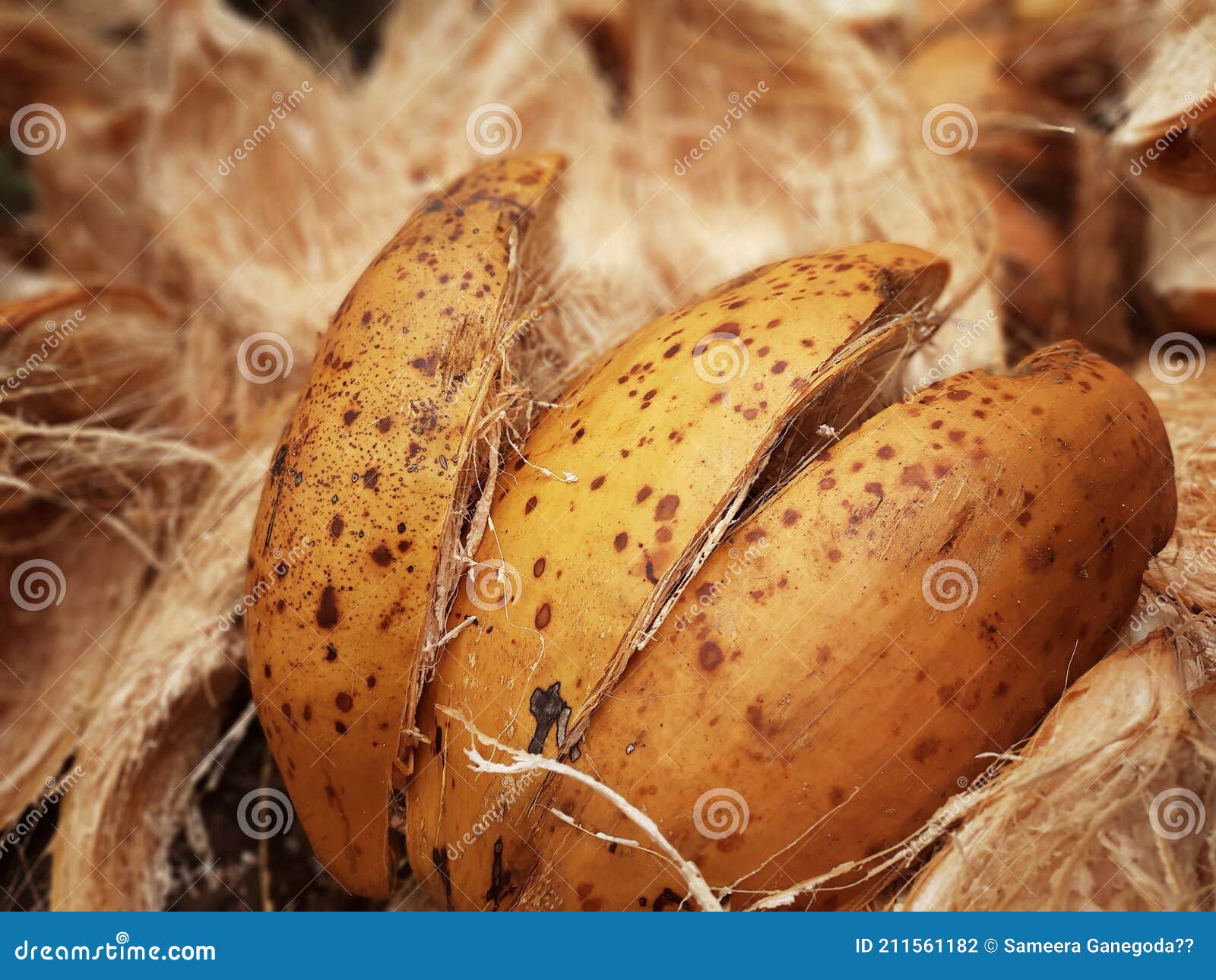 Orange color coconut husk stock photo. Image of background - 211561182
