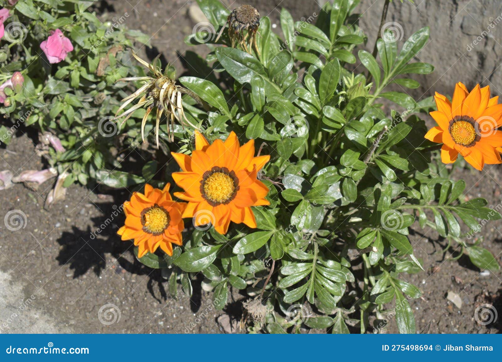 Orange Color Flower in the Garden Stock Photo - Image of shrub, flower ...