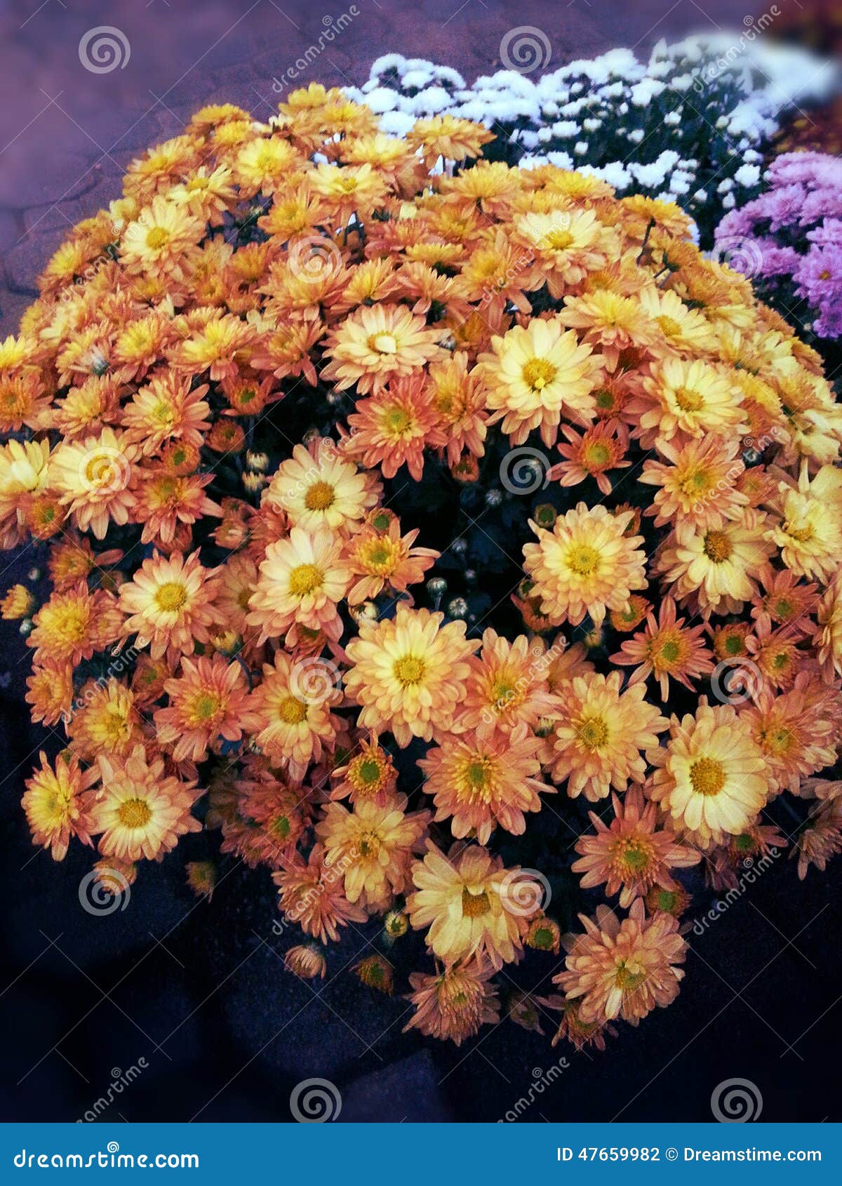 Orange Color Flowers Background Freshy Stock Photo - Image of color ...