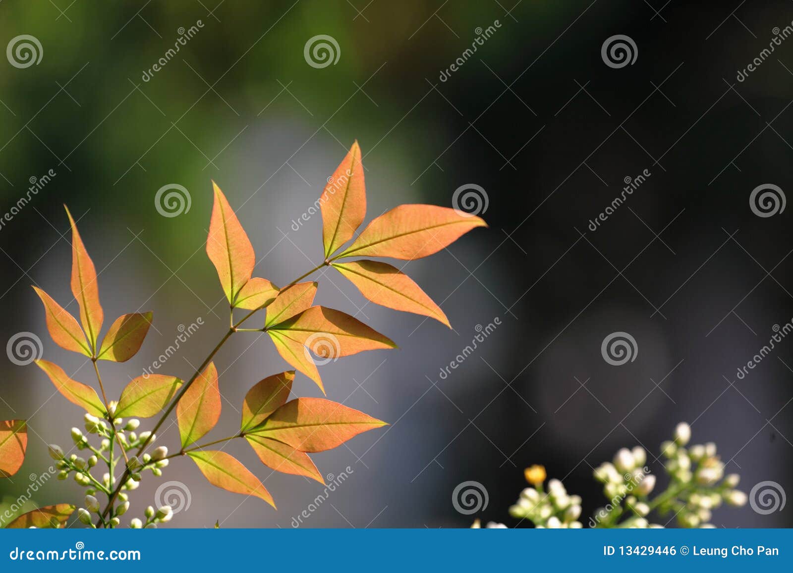 Orange color leaf stock photo. Image of foliage, isolated - 13429446
