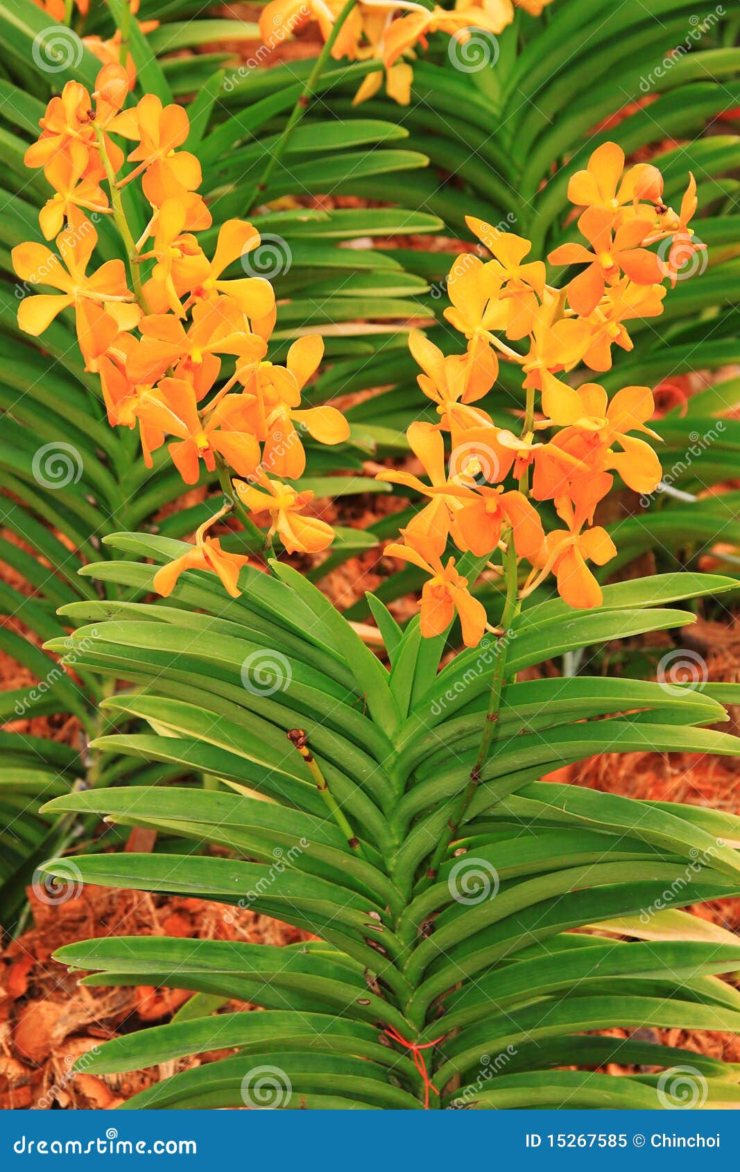 Orange color orchid plant stock image. Image of flower - 15267585