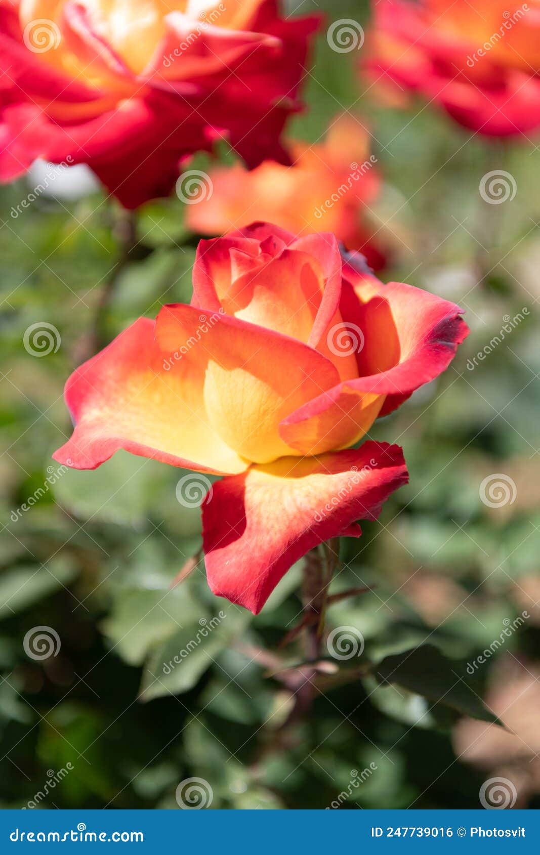Orange Color Rose Flower Blooming in Summer Stock Photo - Image of ...