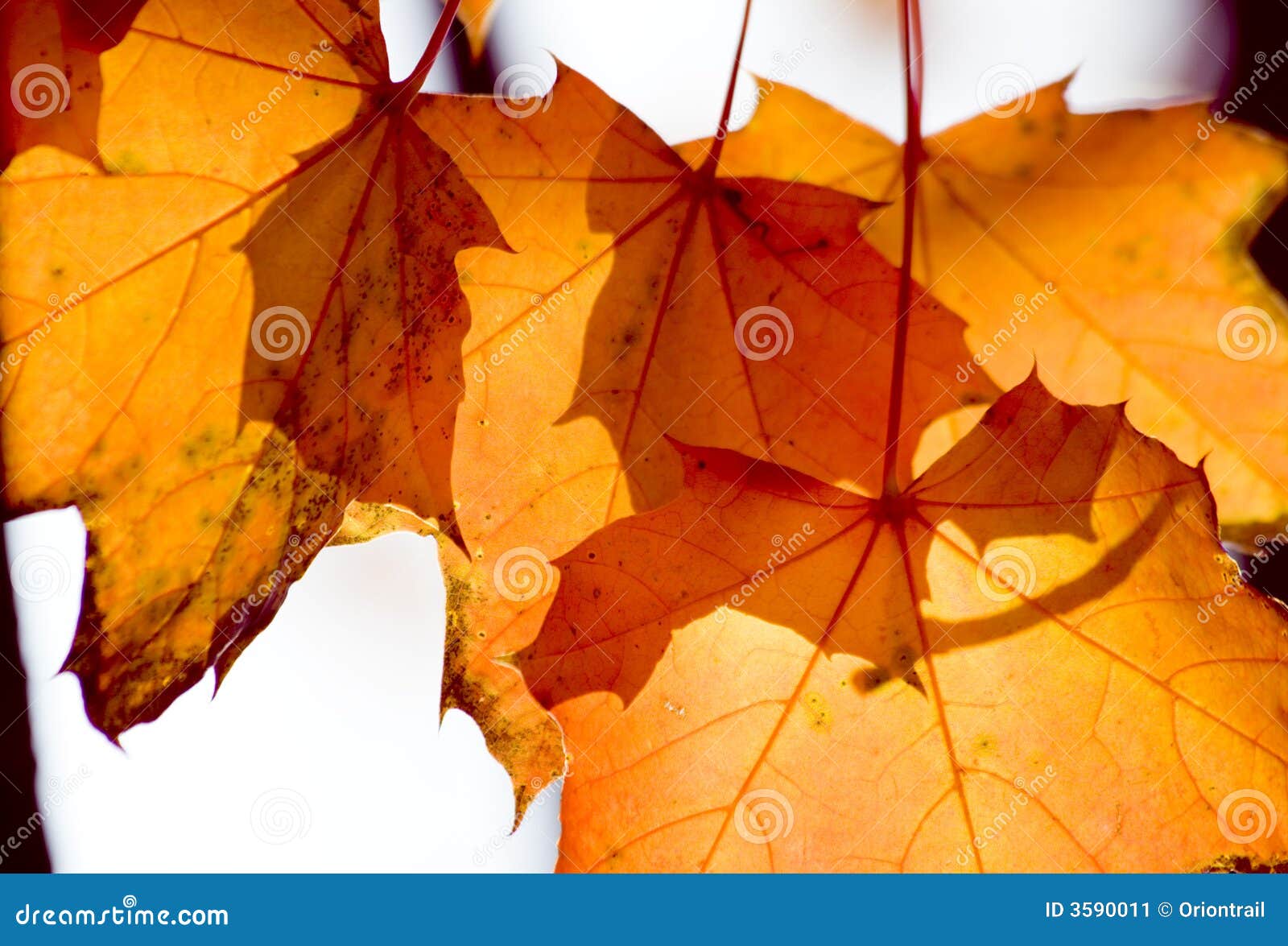 Orange Colored Autumn Foliage Stock Image - Image of ecology, light ...