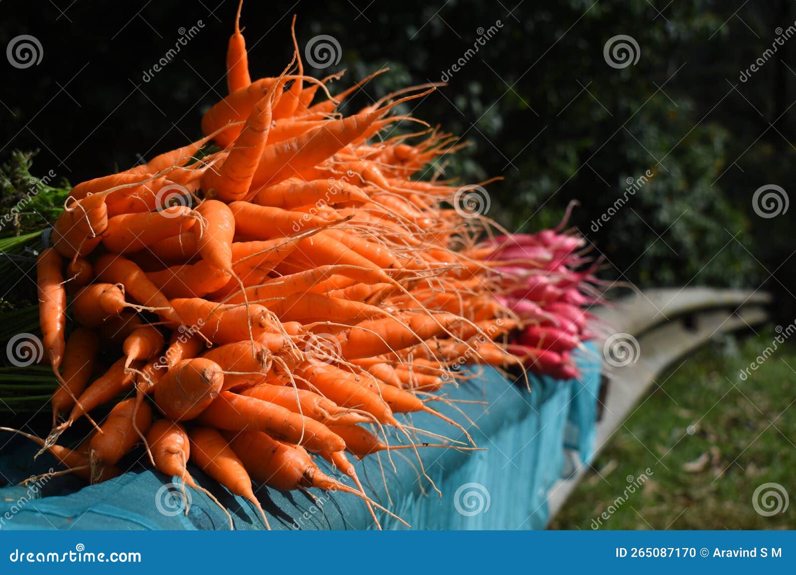 Orange Colored Carrot with Sharp Edged Roots Stock Photo - Image of ...