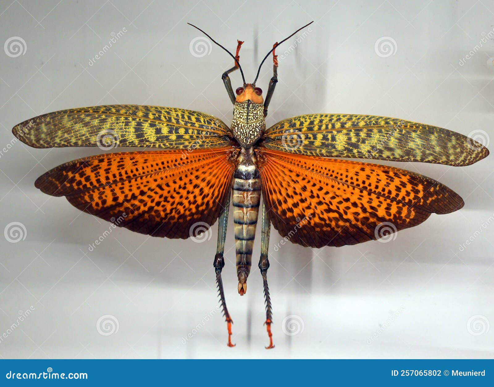 Orange Colored Double Winged Dragonfly Stock Photo - Image of dead ...