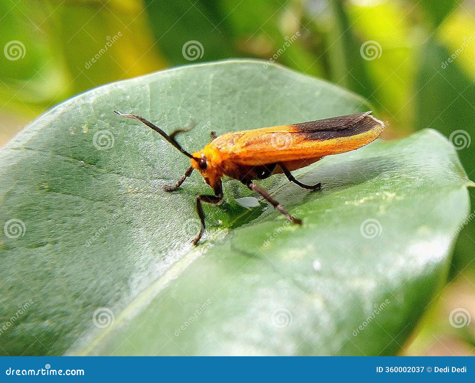 An Orange-colored Insect with Black Gradations Attached To Its Nest ...