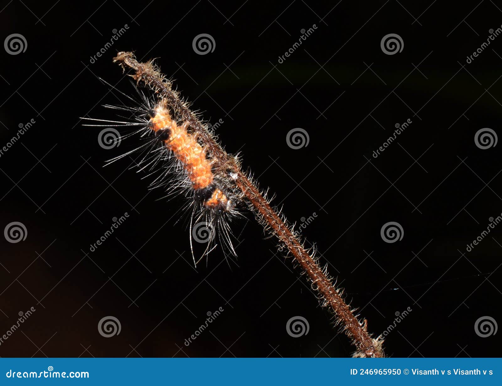 Orange Colored Larva in a Stick Stock Photo - Image of arthropod ...