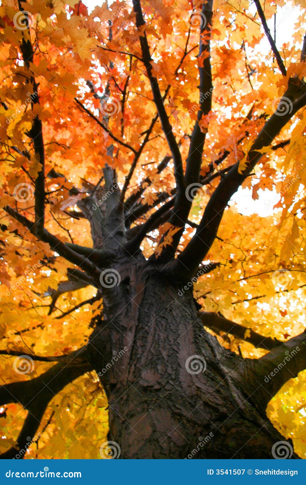 Orange Colored Maple Tree stock image. Image of live, apple - 3541507