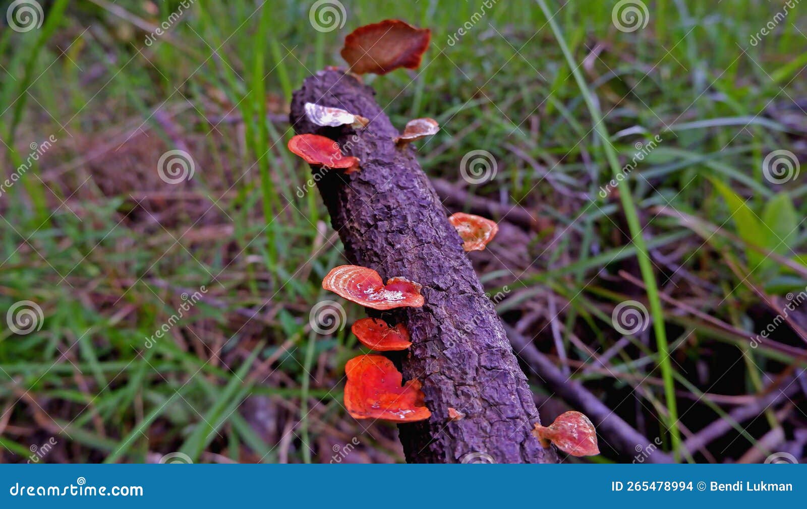 An Orange-colored Poisonous Mushroom Grows on the Ends of Dead Tree ...