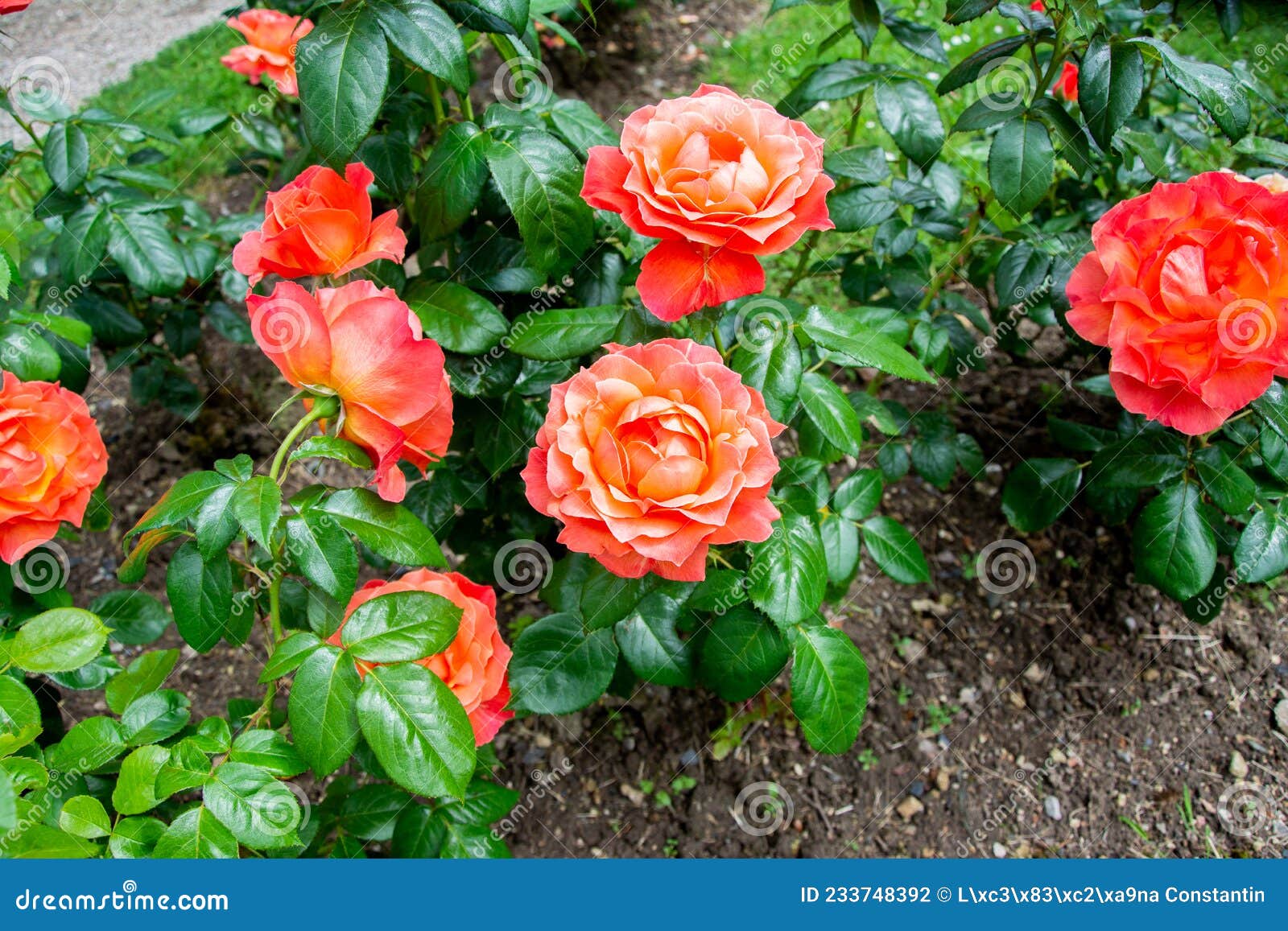 Orange-colored roses stock photo. Image of nature, pink - 233748392