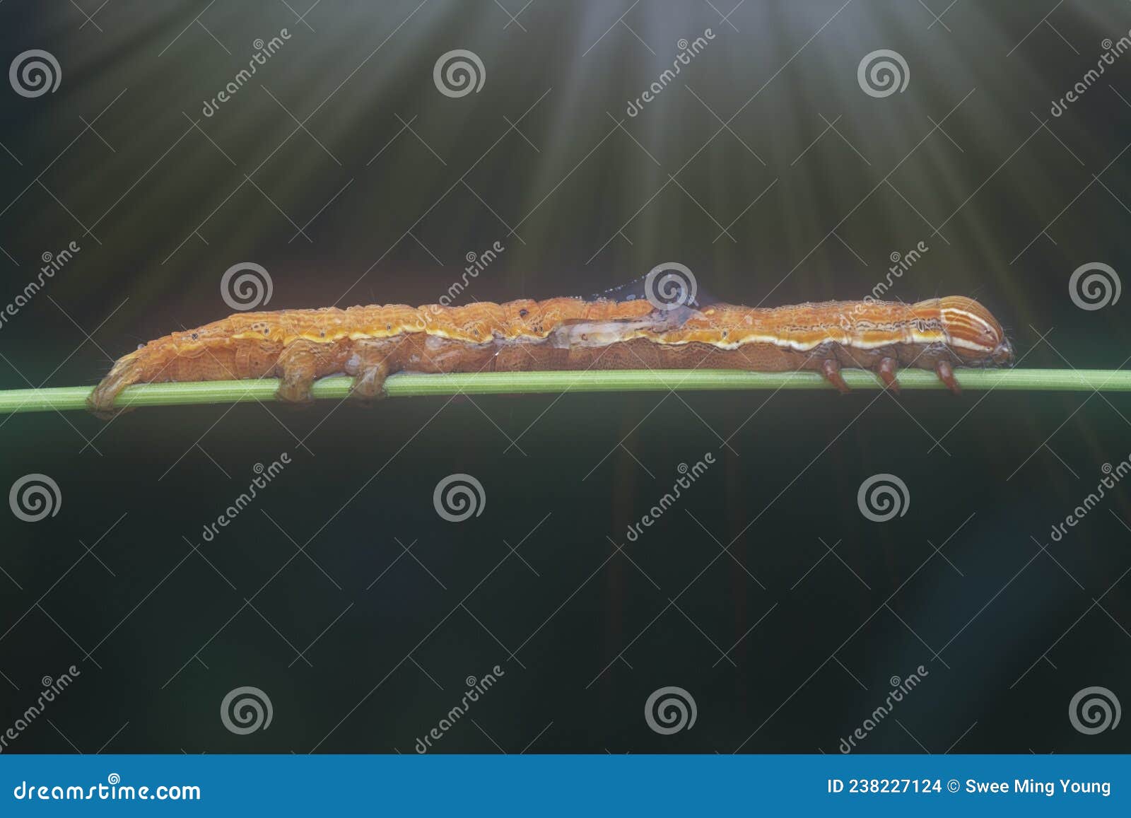 Orange-colored Semilooper Thysanoplusia Orichalcea Noctuidae ...