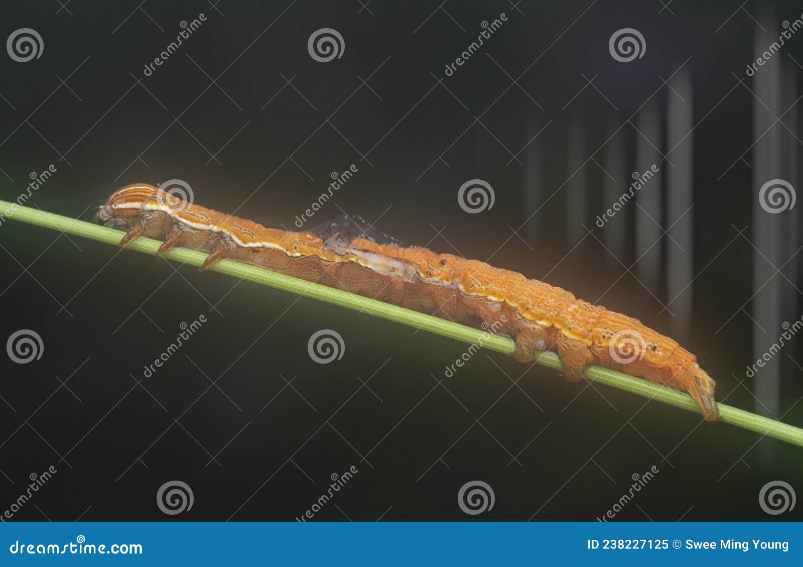 Orange-colored Semilooper Thysanoplusia Orichalcea Noctuidae ...